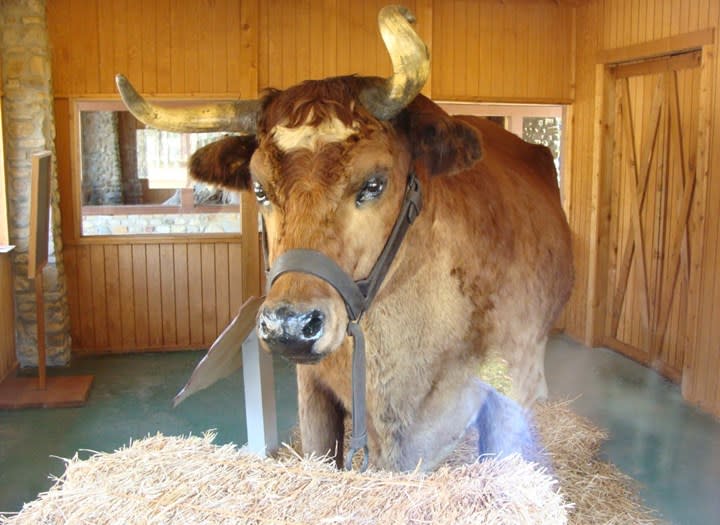 Old Ben - The World's Largest Steer