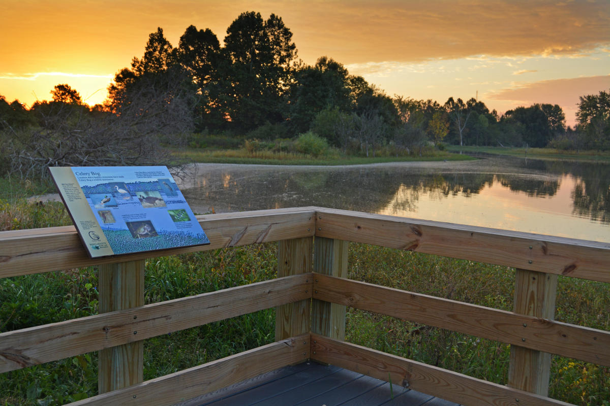 Celery Bog Nature Area and Lilly Nature Center