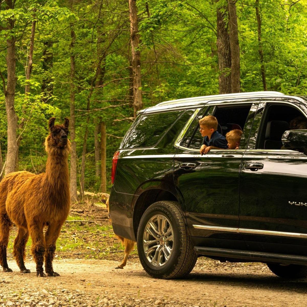 Wilstem Wildlife Safari