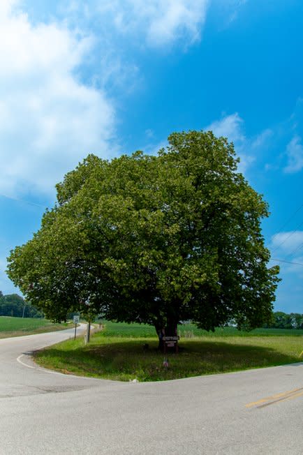 International World War Peace Tree