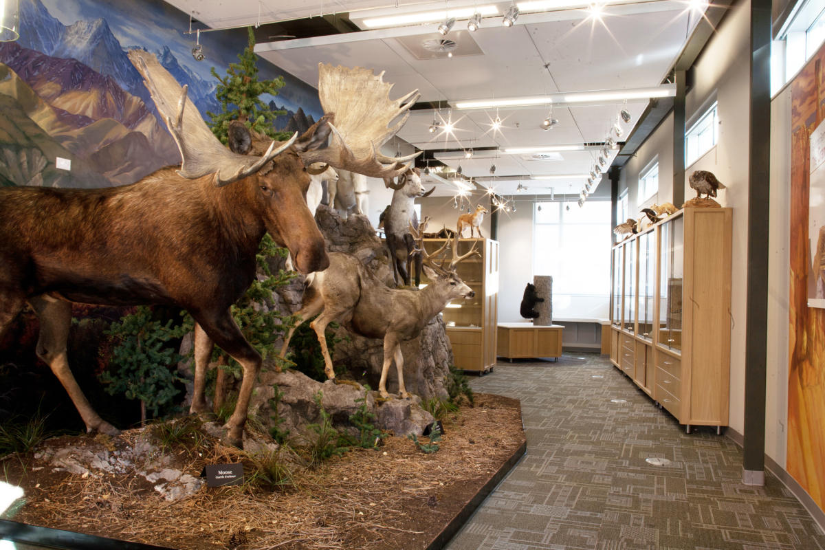 Frehner Museum of Natural History