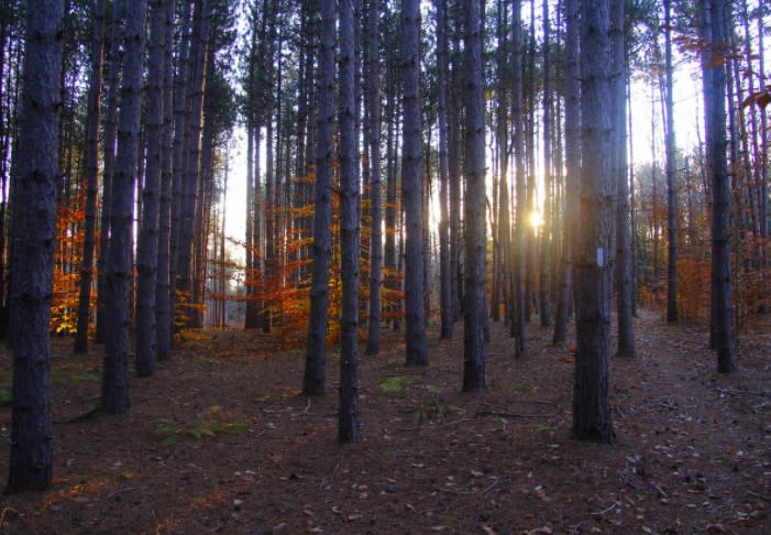 Danby State Forest