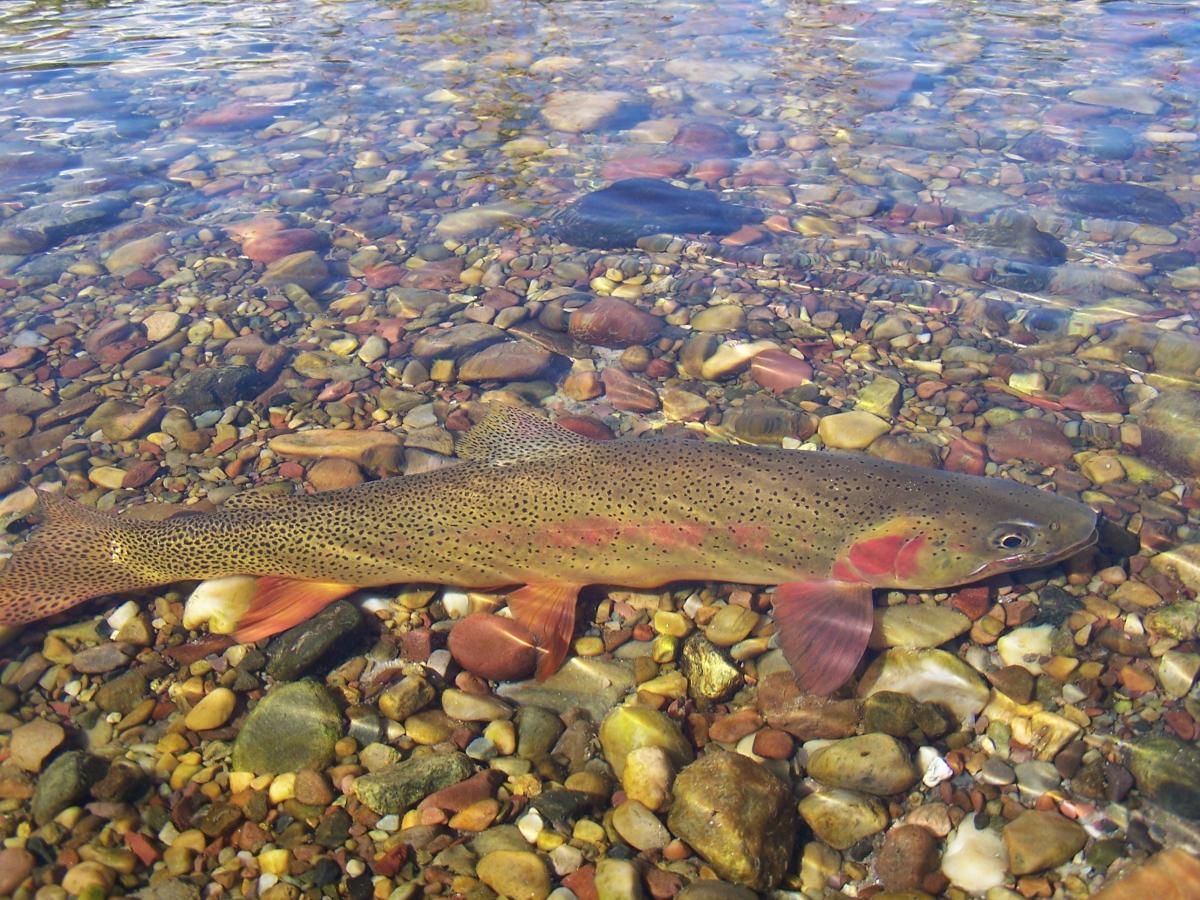 Fish The Fly Guide Service