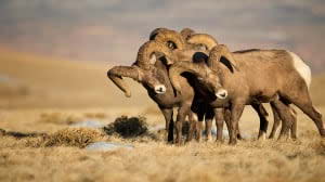 National Bighorn Sheep Center
