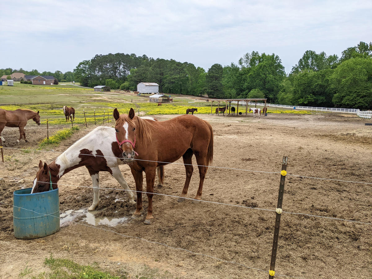farms with horses