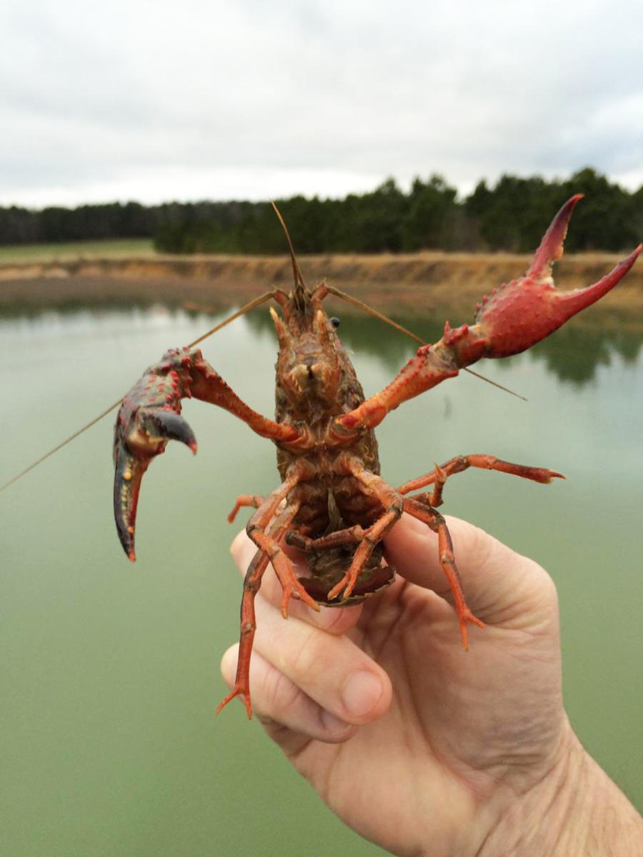 Eastern NC Crawfish Farm