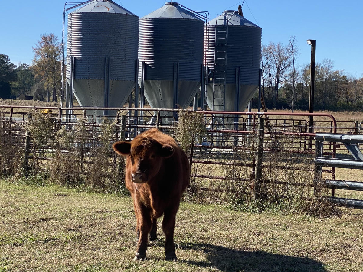 Misty Ridge Farm