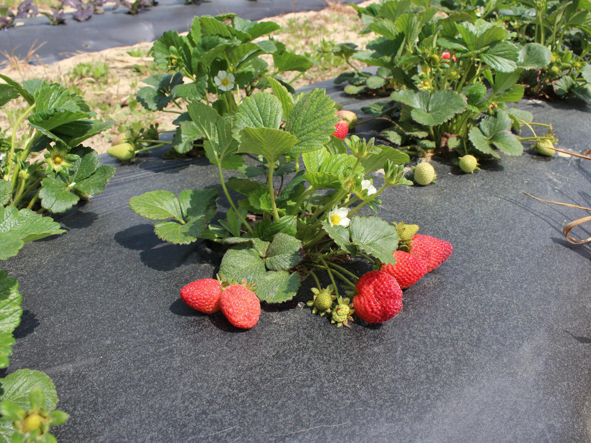 Moore’s Produce Shack