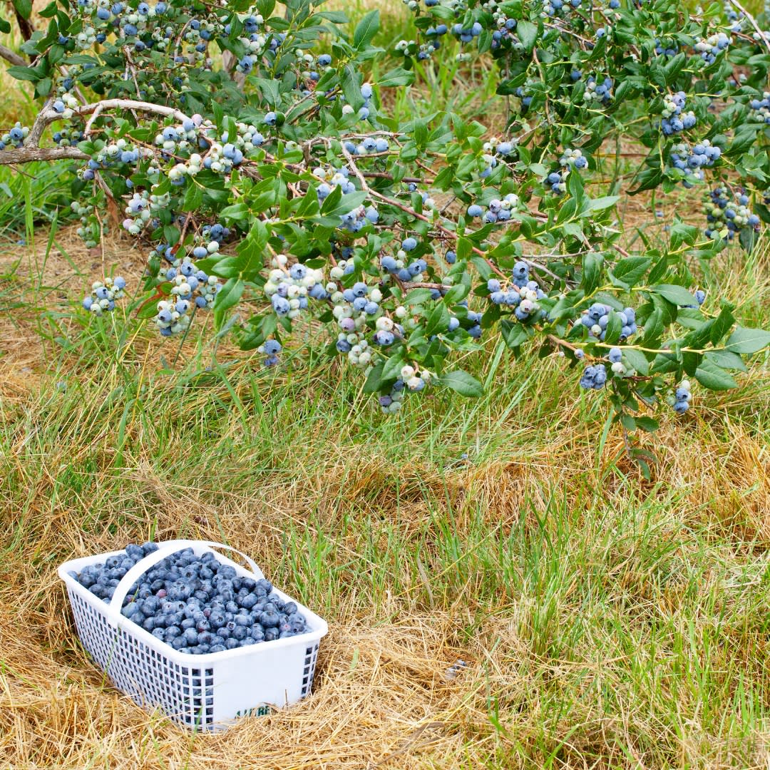 Wendell Blueberry Farm