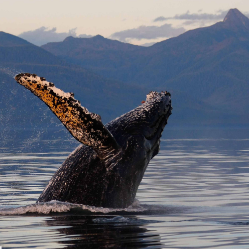 Alaska Humpback Adventures