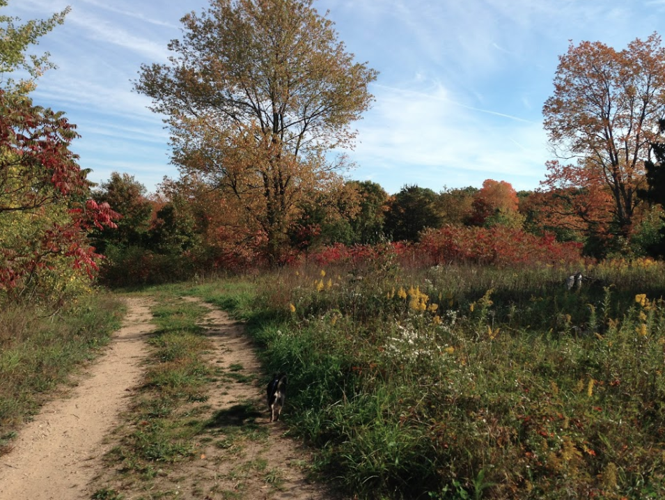 Chipman Preserve