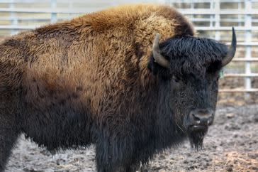 LCL Buffalo Ranch & Heartland Museum - Clifton KS, 66937