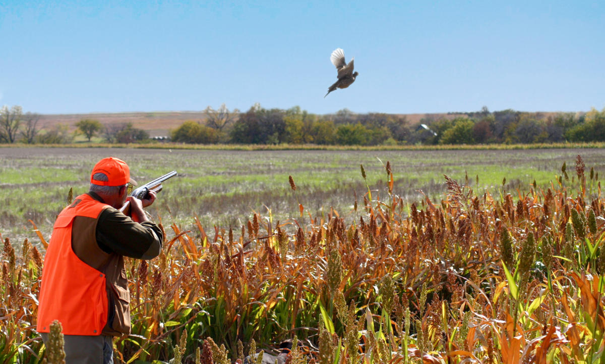 Ringneck Ranch, Inc.® - Tipton KS, 67485