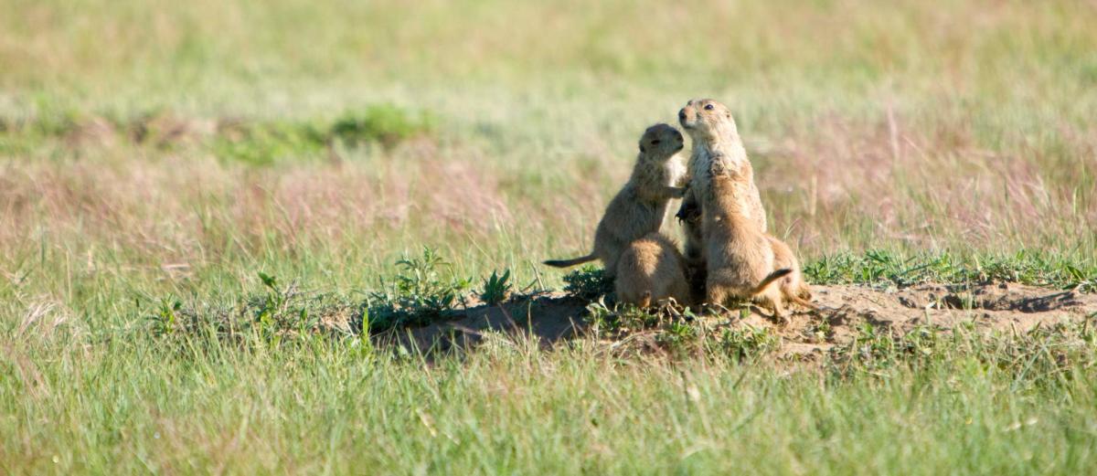 Prairie Dog State Park - Reservoir and Wildlife Area - Norton KS, 67654