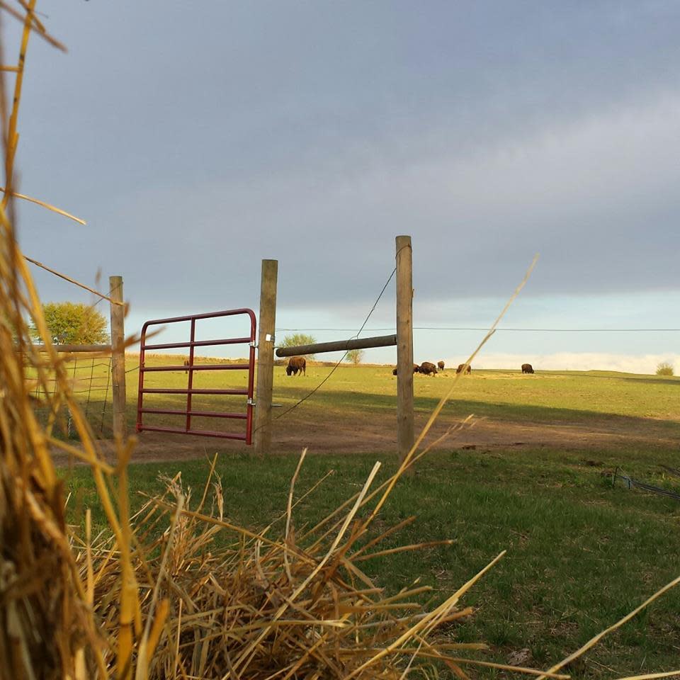 Dry Creek Buffalo Ranch - Delphos KS, 67436