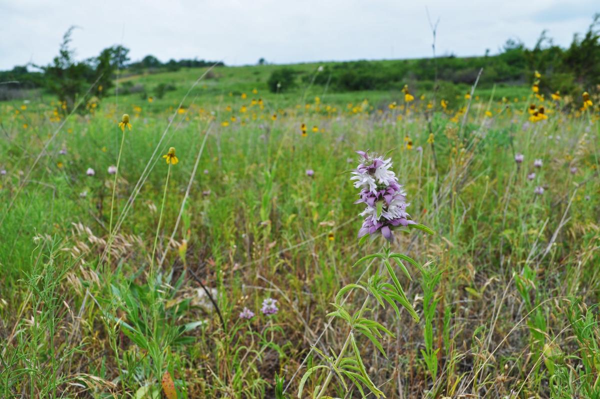 KU Field Station - Lawrence KS, 66044