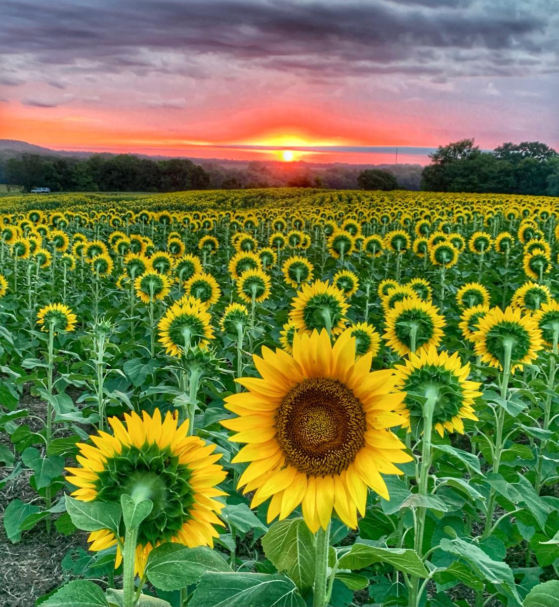 Grinter Farms - Lawrence KS, 66044