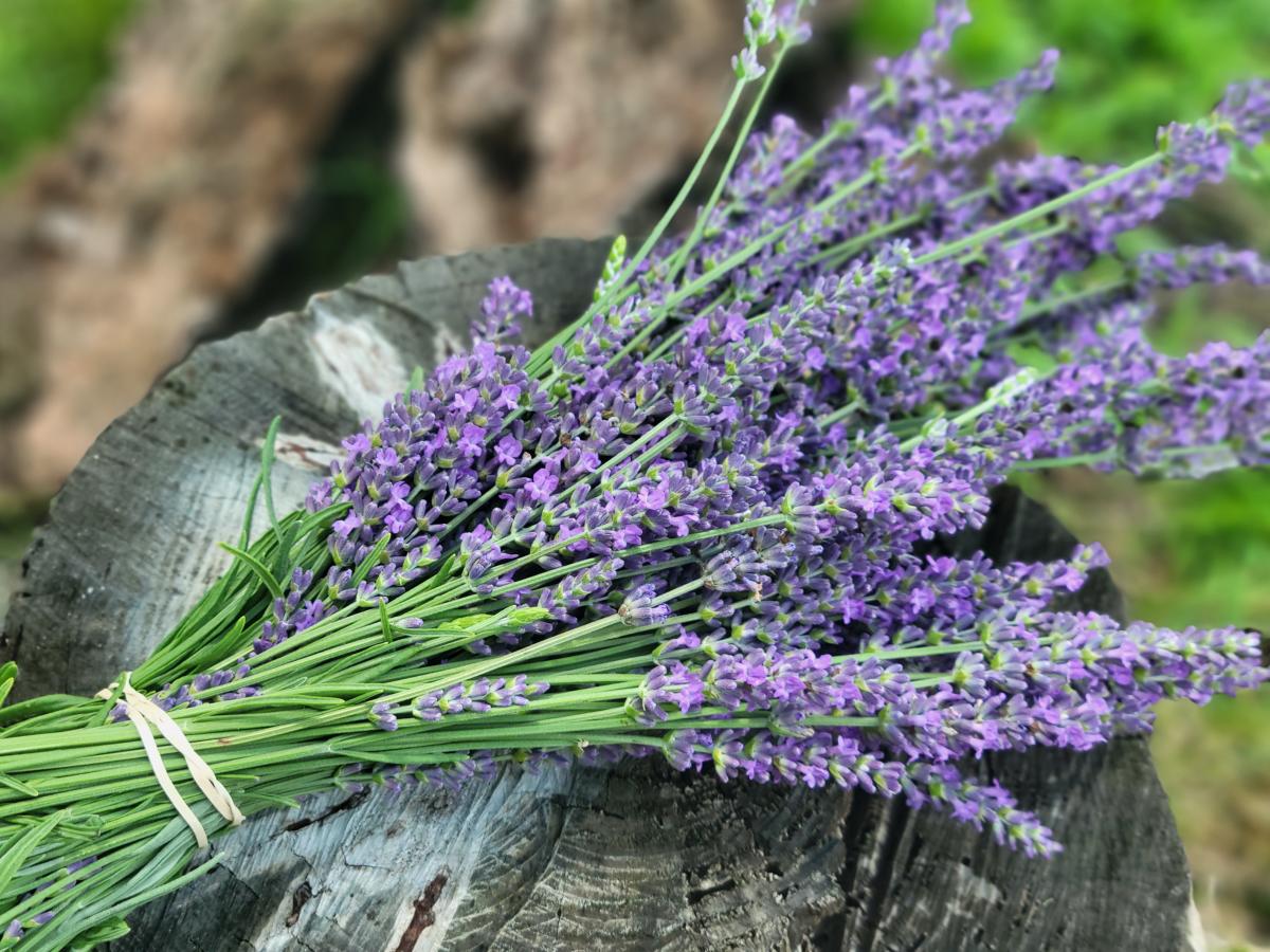 Somerset Lavender - Topeka KS, 66614