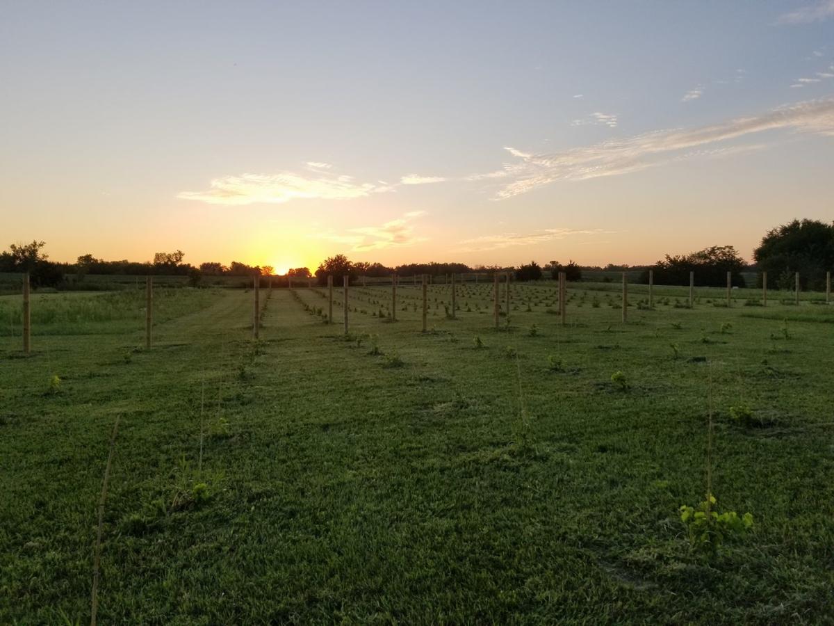 The Vines Farm and Vineyard - Baldwin City KS, 66006