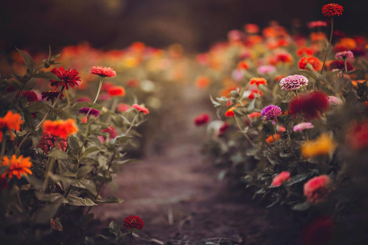 Bramble's Edge Farm - Rose Hill KS, 67133