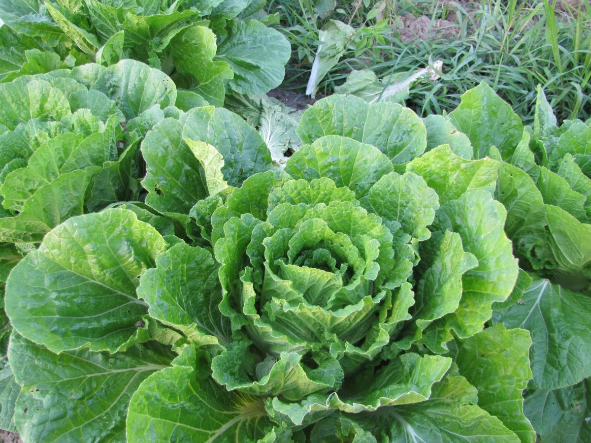 Common Harvest Farms/Buller Family Farm - Lawrence KS, 66046
