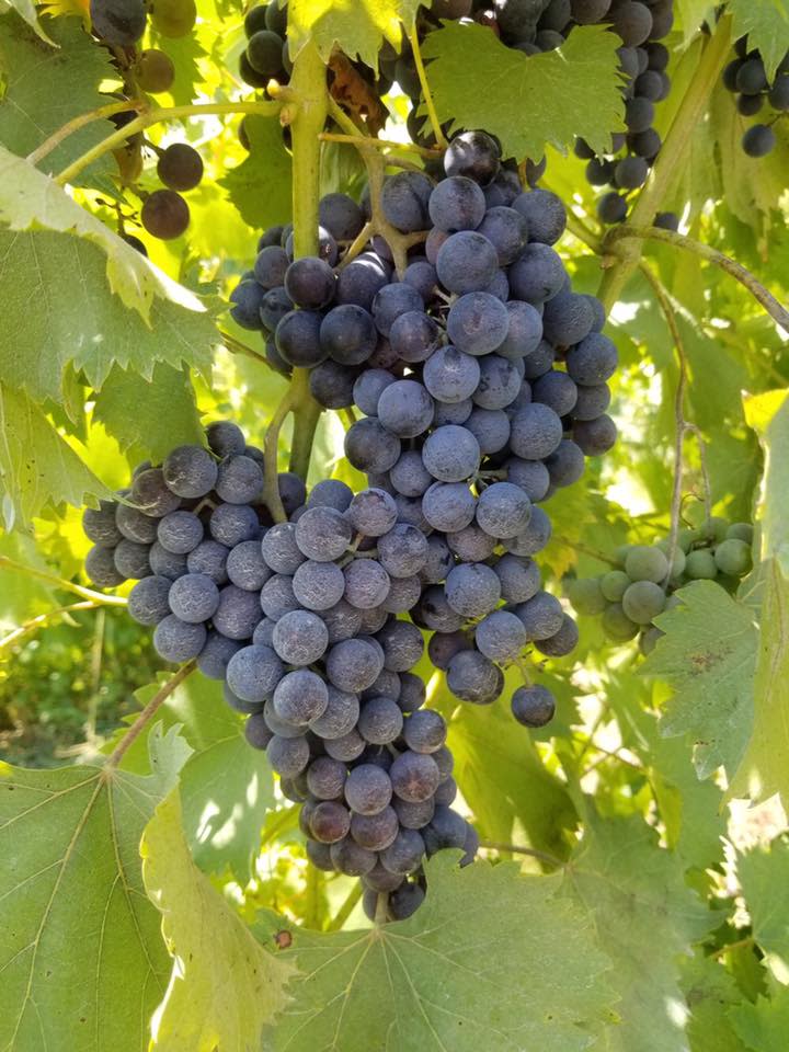 Nighthawk Winery & Vineyard, LLC - Paola KS, 66071