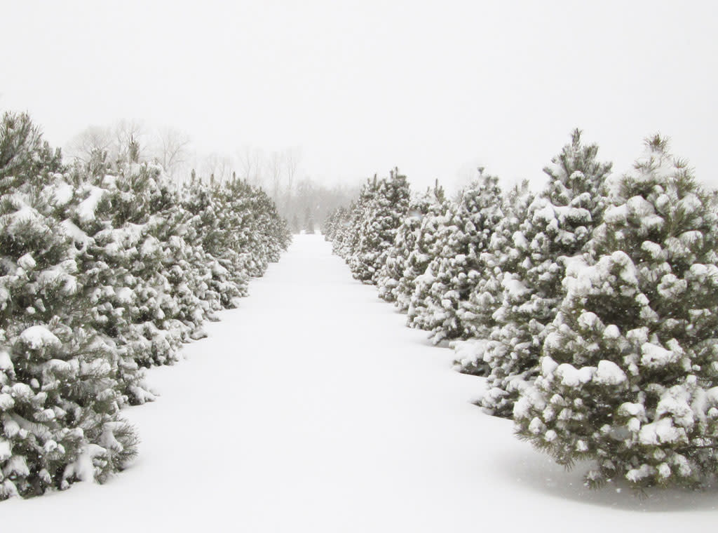 Country Christmas Trees - Wakarusa KS, 66546