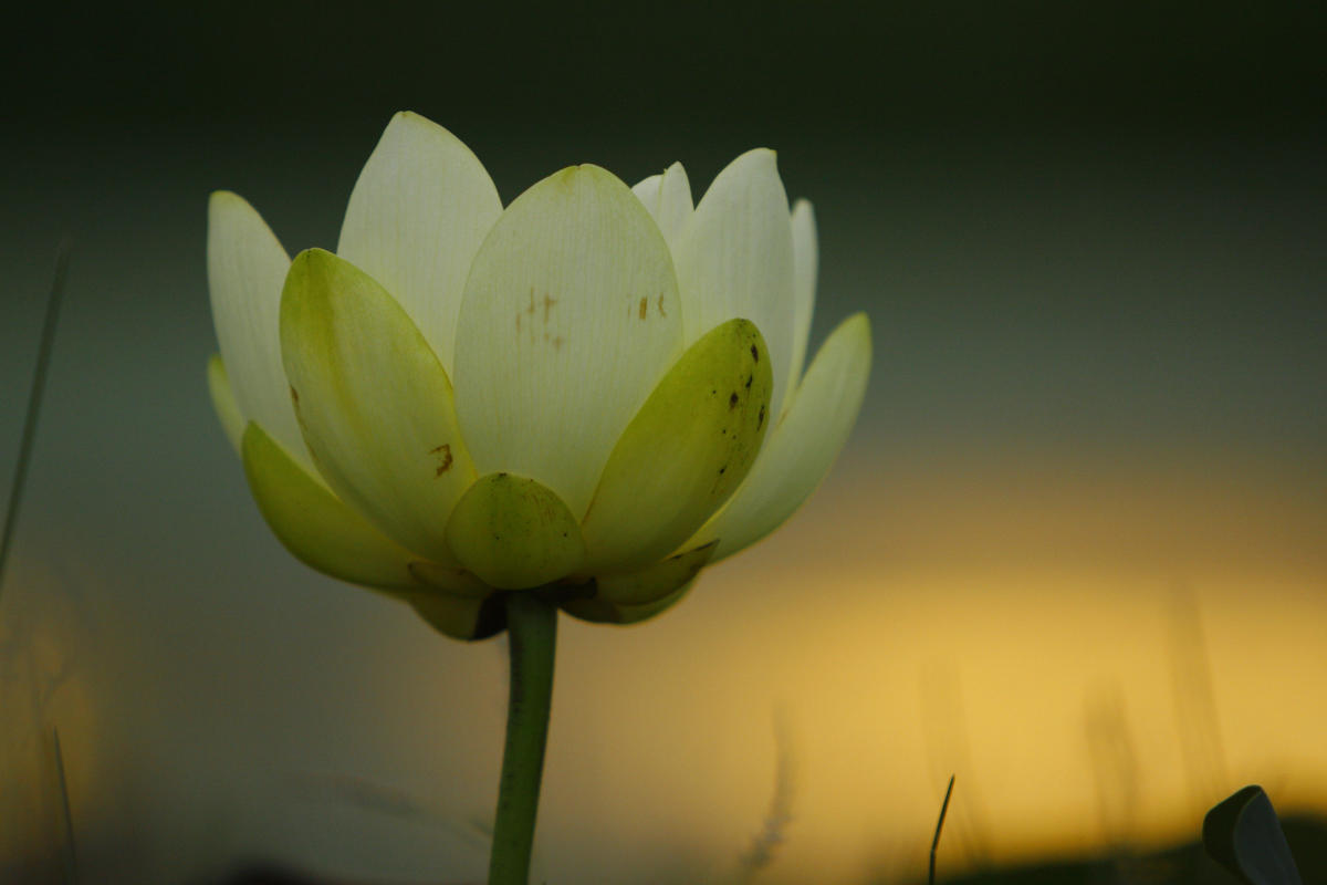 Marais des Cygnes National Wildlife Refuge - Pleasanton KS, 66075