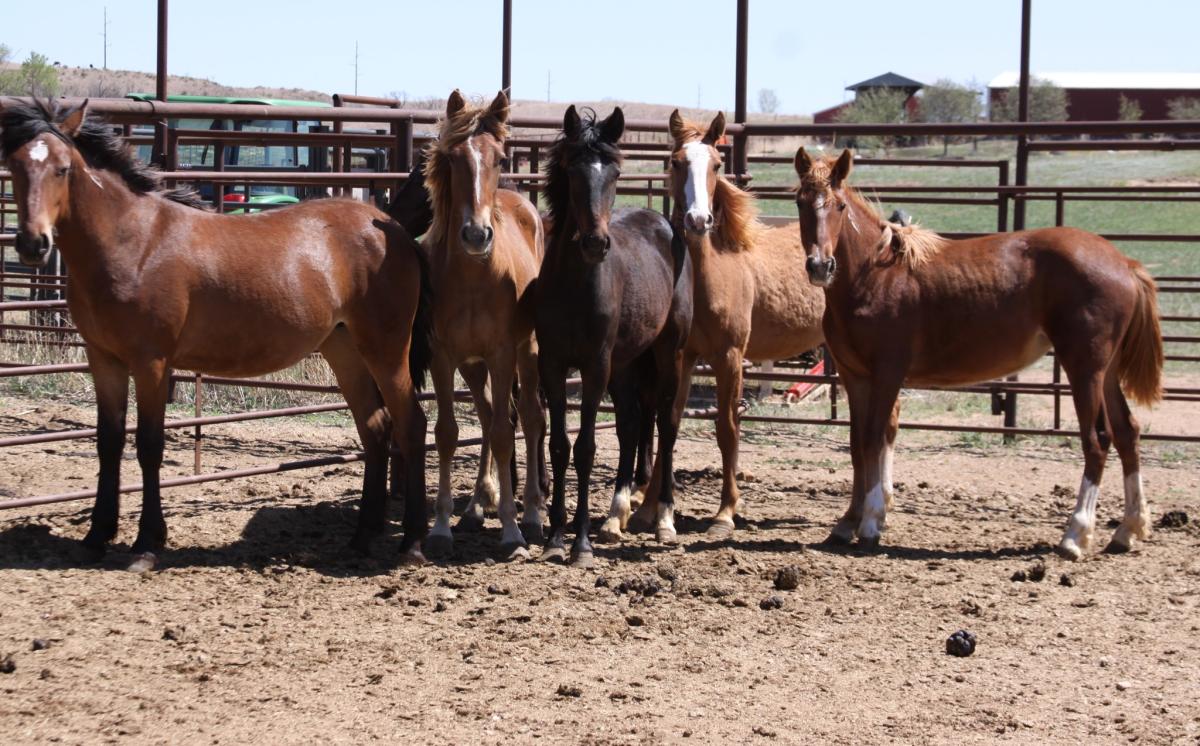 Svaty Ranch and Public off Range Pasture - Ellsworth KS, 67439