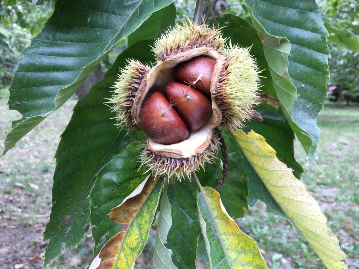 Chestnut Charlie's - Lawrence KS, 66044