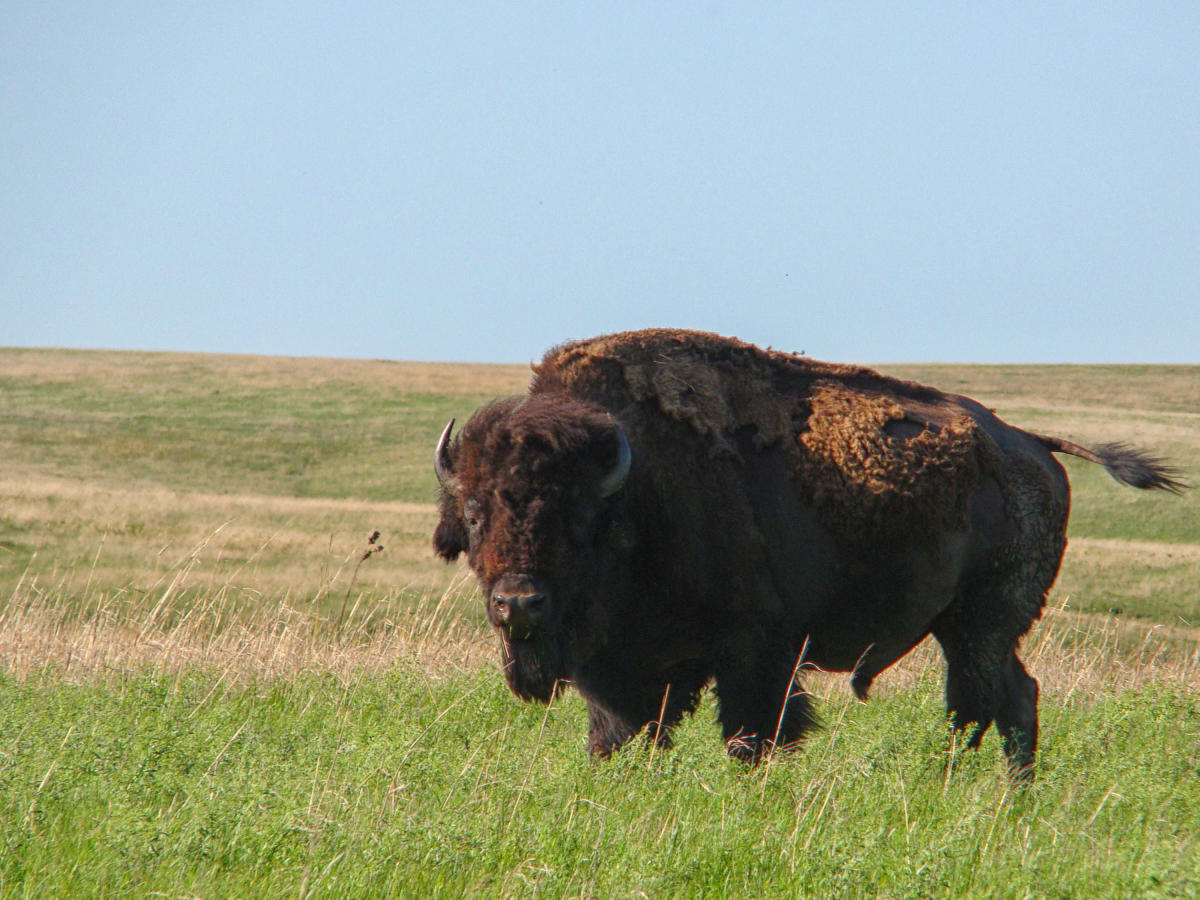 Tallgrass Prairie National Preserve - Strong City KS, 66869