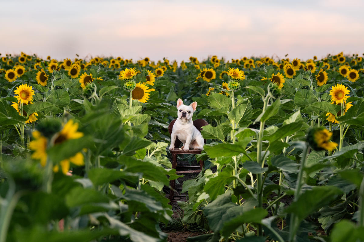 Red Barn Acres, LLC - Peck KS, 67120