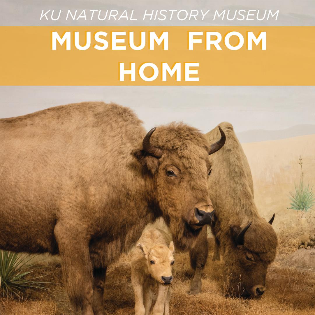 KU Natural History Museum - Lawrence KS, 66045