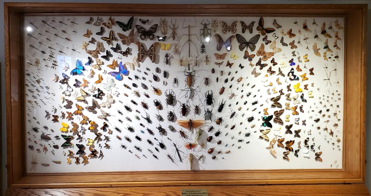 K-State Insect Zoo - Manhattan KS, 66506