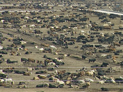 Cattle & Feedlot Overlook - Dodge City KS, 67801