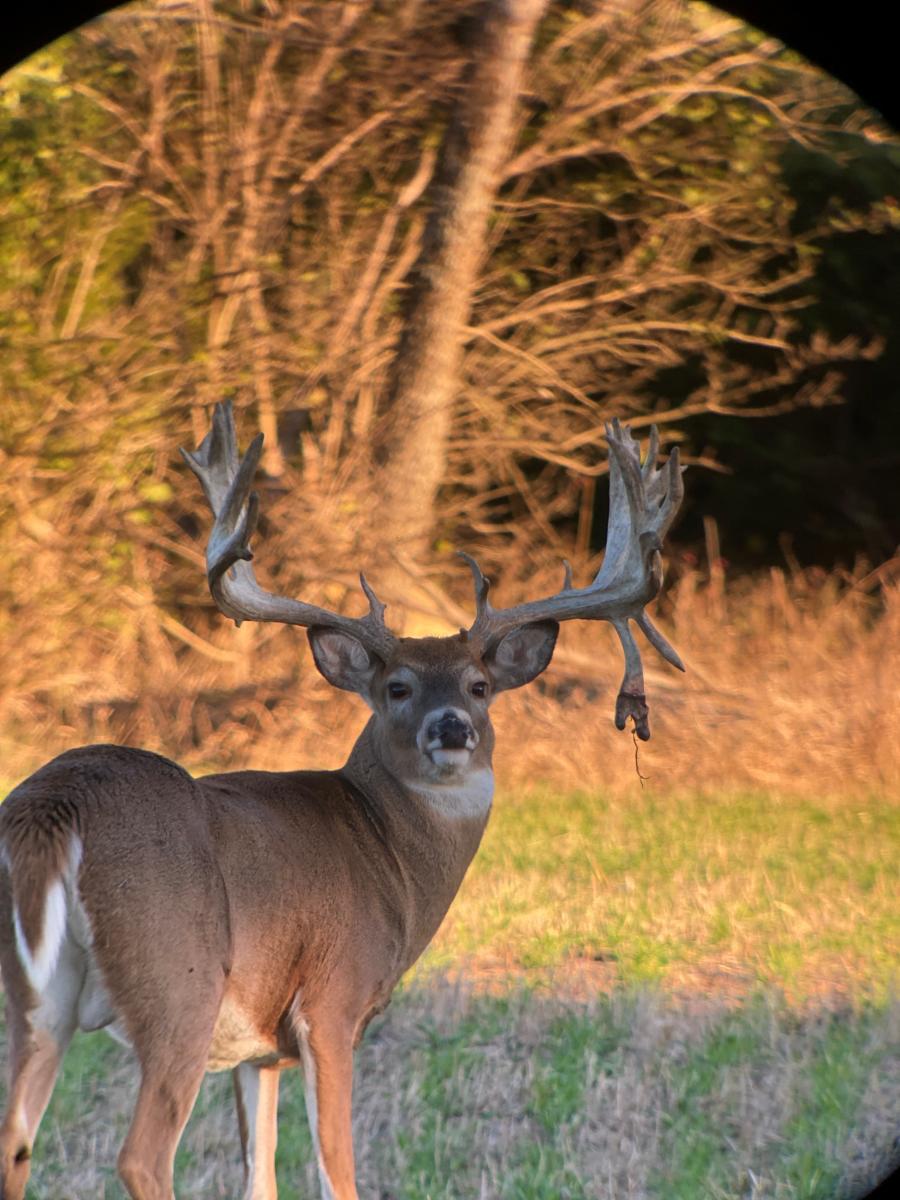 Muddy Creek Game Birds & Whitetails - Meriden KS, 66512
