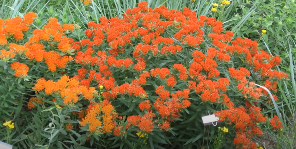 Shawnee County Demonstration Gardens - Native Plant Garden at Cedar ...
