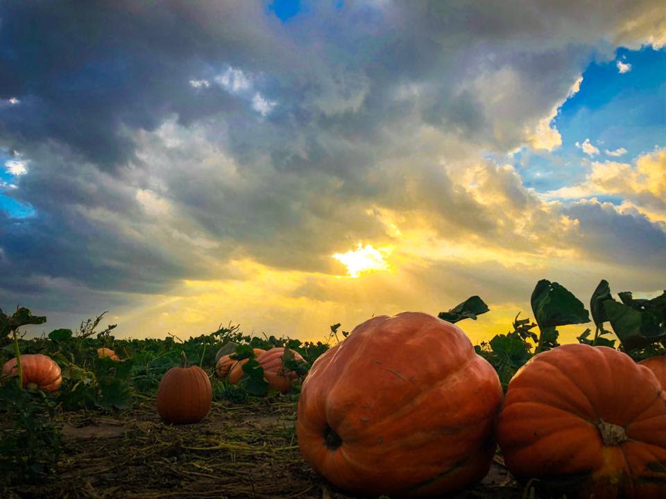 Schaake's Pumpkin Patch - Lawrence KS, 66046