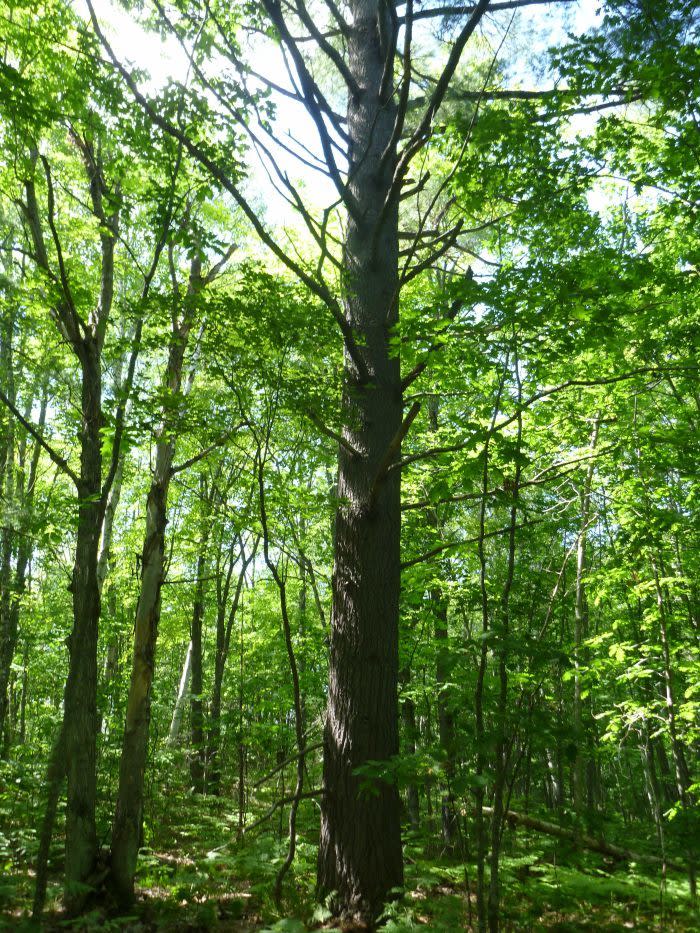Steve Farm Nature Area at Lovell Creek