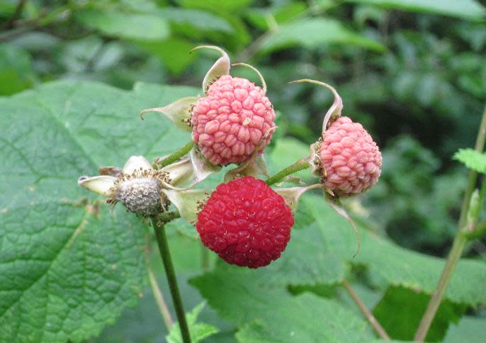 Thimbleberry Picking at McLain State Park