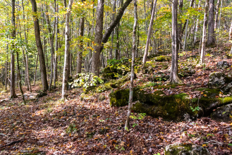 Loyston Point Trails | Andersonville, TN