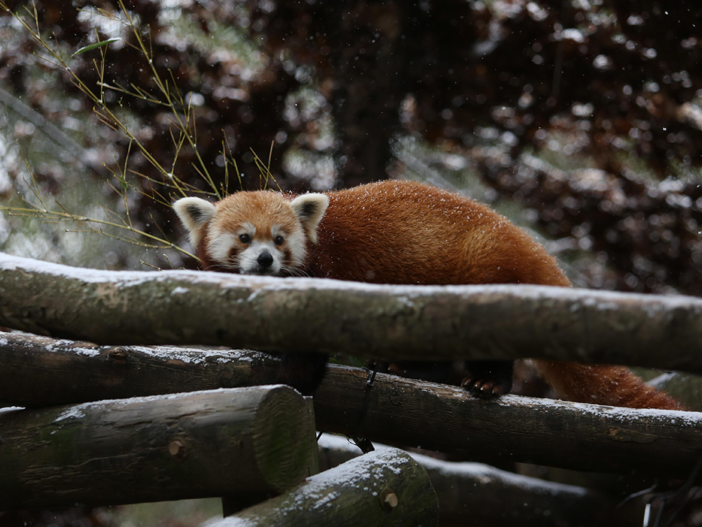 Zoo Knoxville | Knoxville, TN