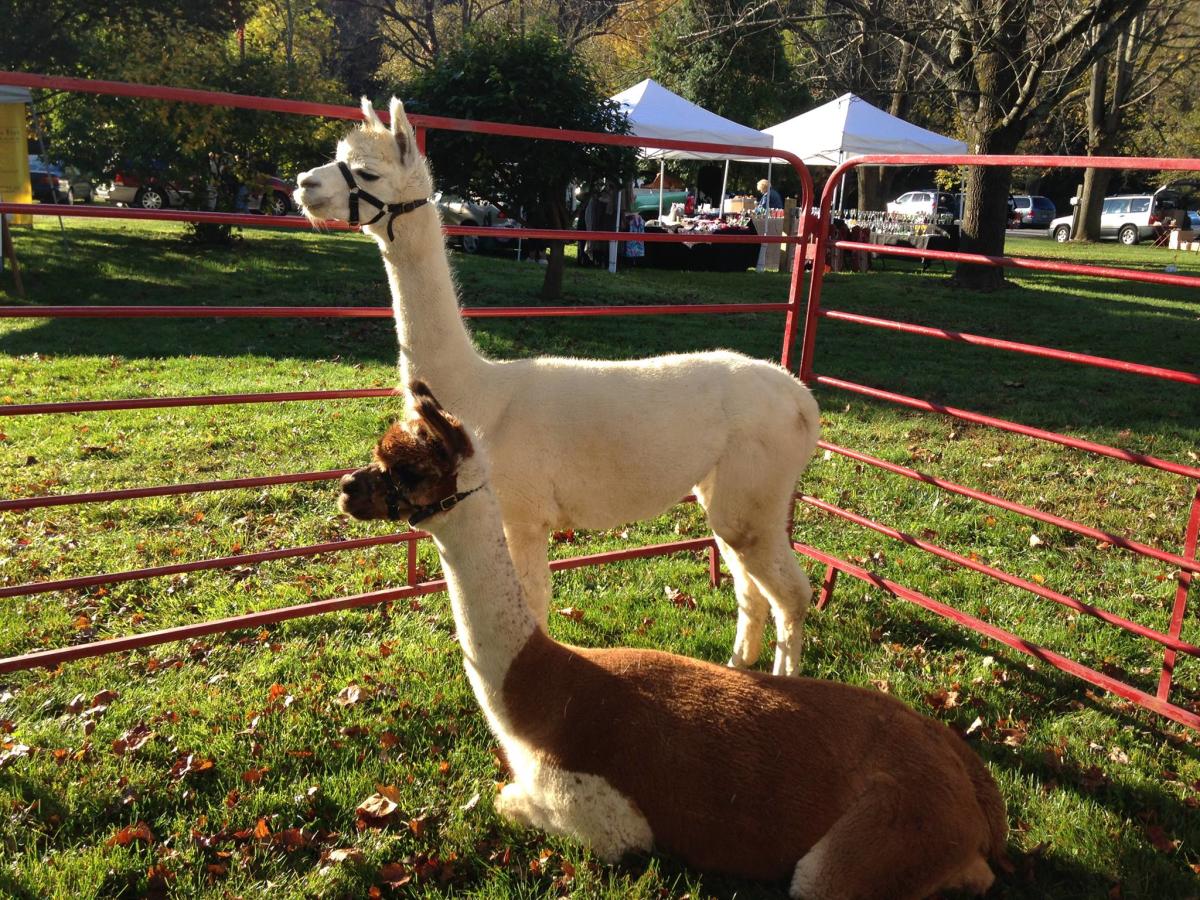 Alpacas of Sunshine Farm, Fiber & Clothing Store