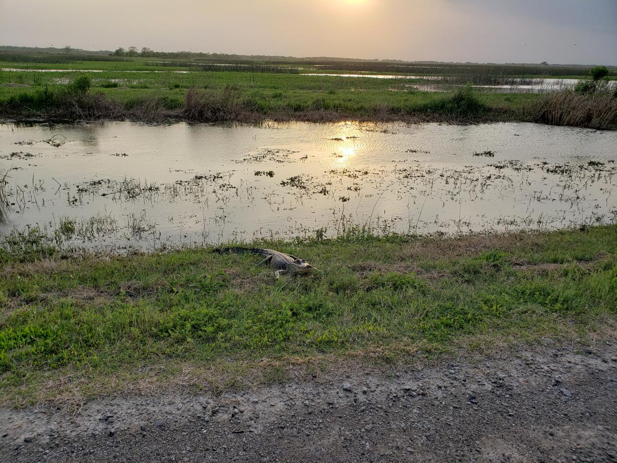 Pintail Wildlife Drive | Bell City, LA