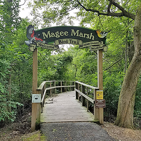 Magee Marsh Wildlife Area