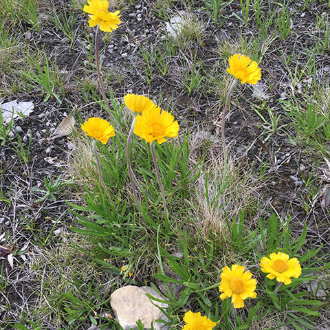 Lakeside Daisy State Nature Preserve | Shores & Islands Ohio