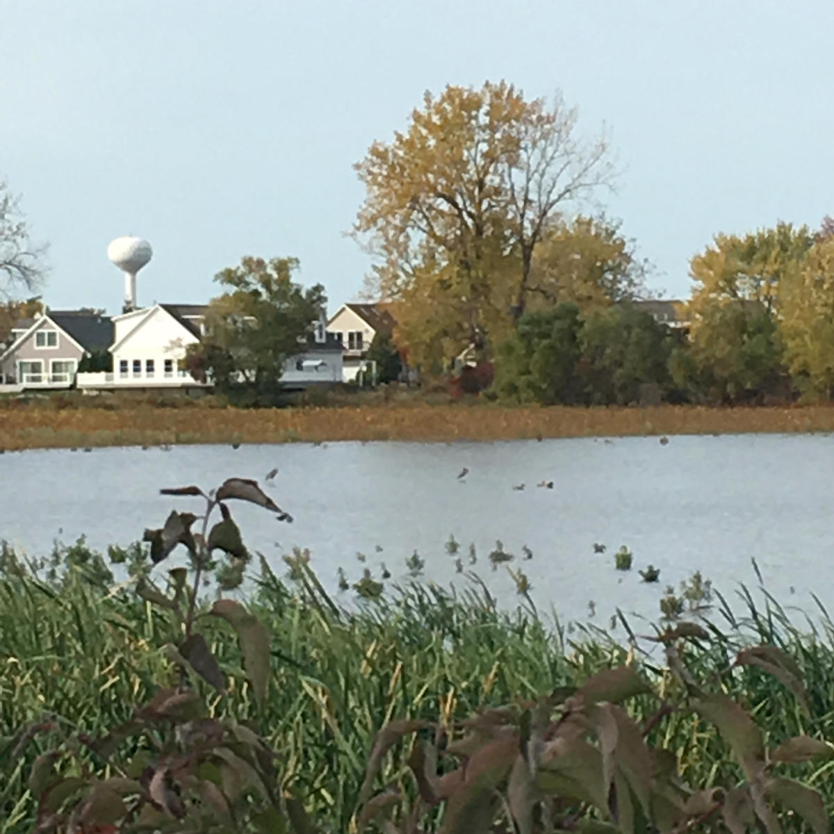Great Egret Marsh Preserve | Shores & Islands Ohio