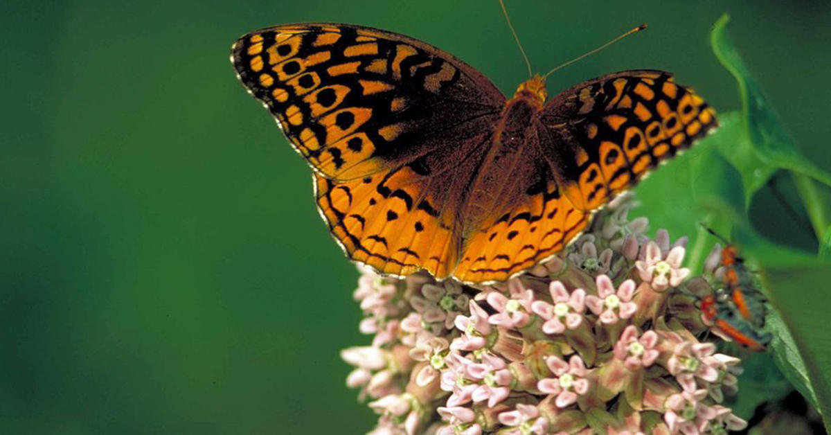 Nature Baby with The Sandusky Library!