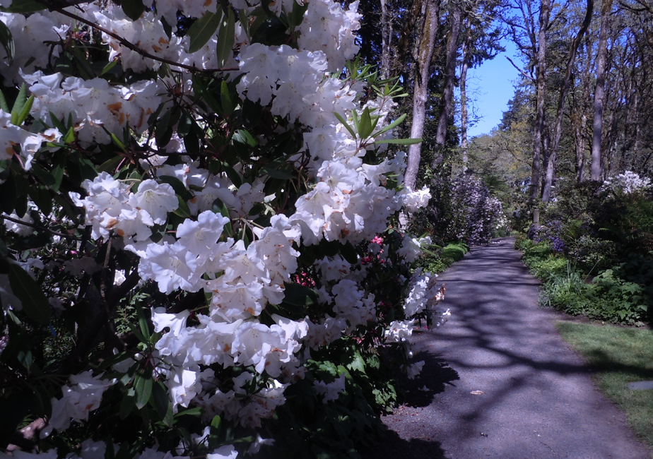 Hendricks Park Trail