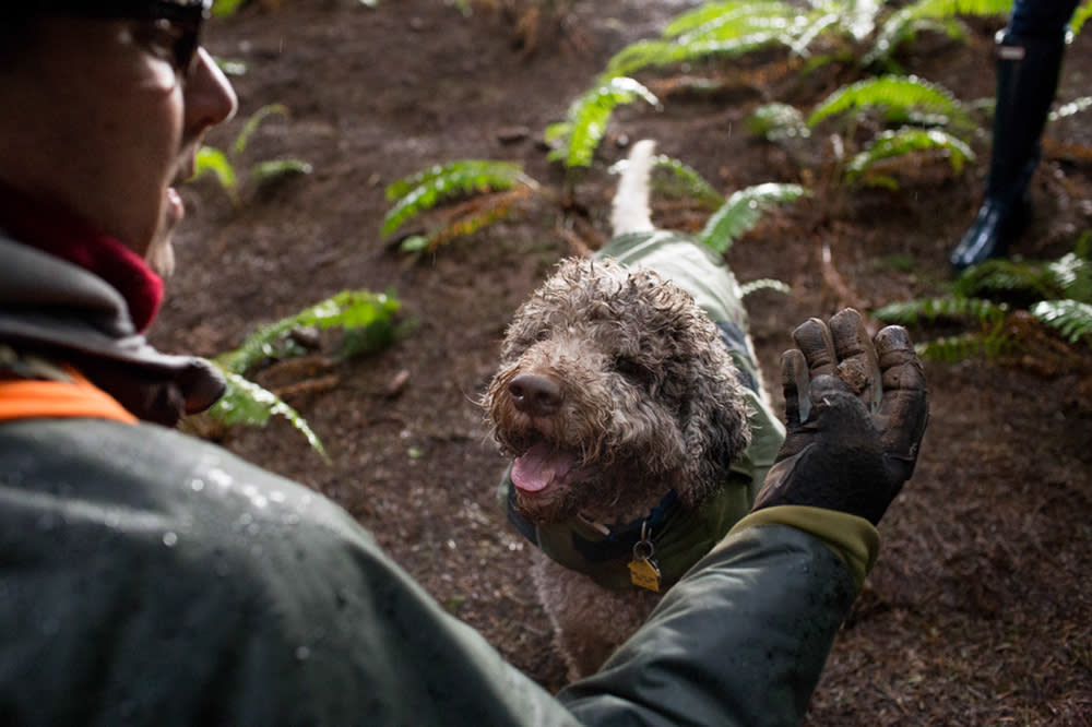 The Joriad North American Truffle Dog Championship | Eugene, Cascades ...